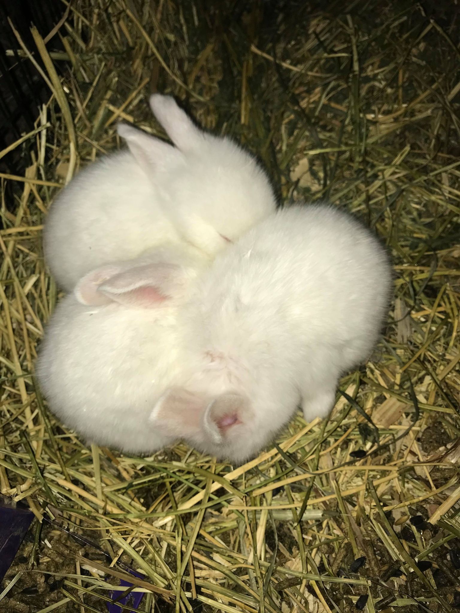 CONTI BREEDING TIPS – Continental Giants