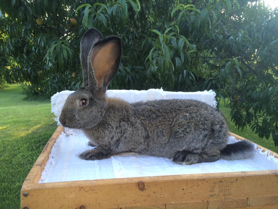 Giant Differences – Continental Giants