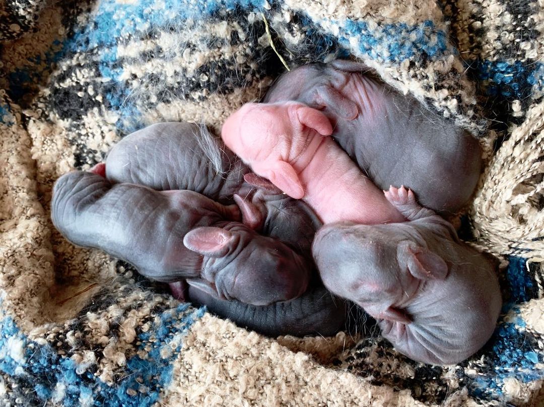 BREEDING CONTI – Continental Giants