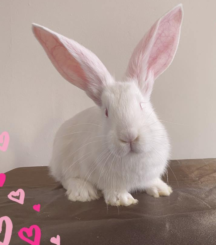 Conti Care – Continental Giants