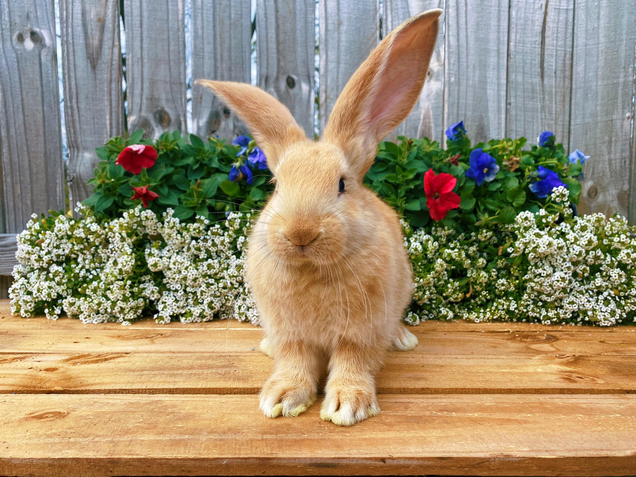 HOW TO IMPORT CONTI – Continental Giants